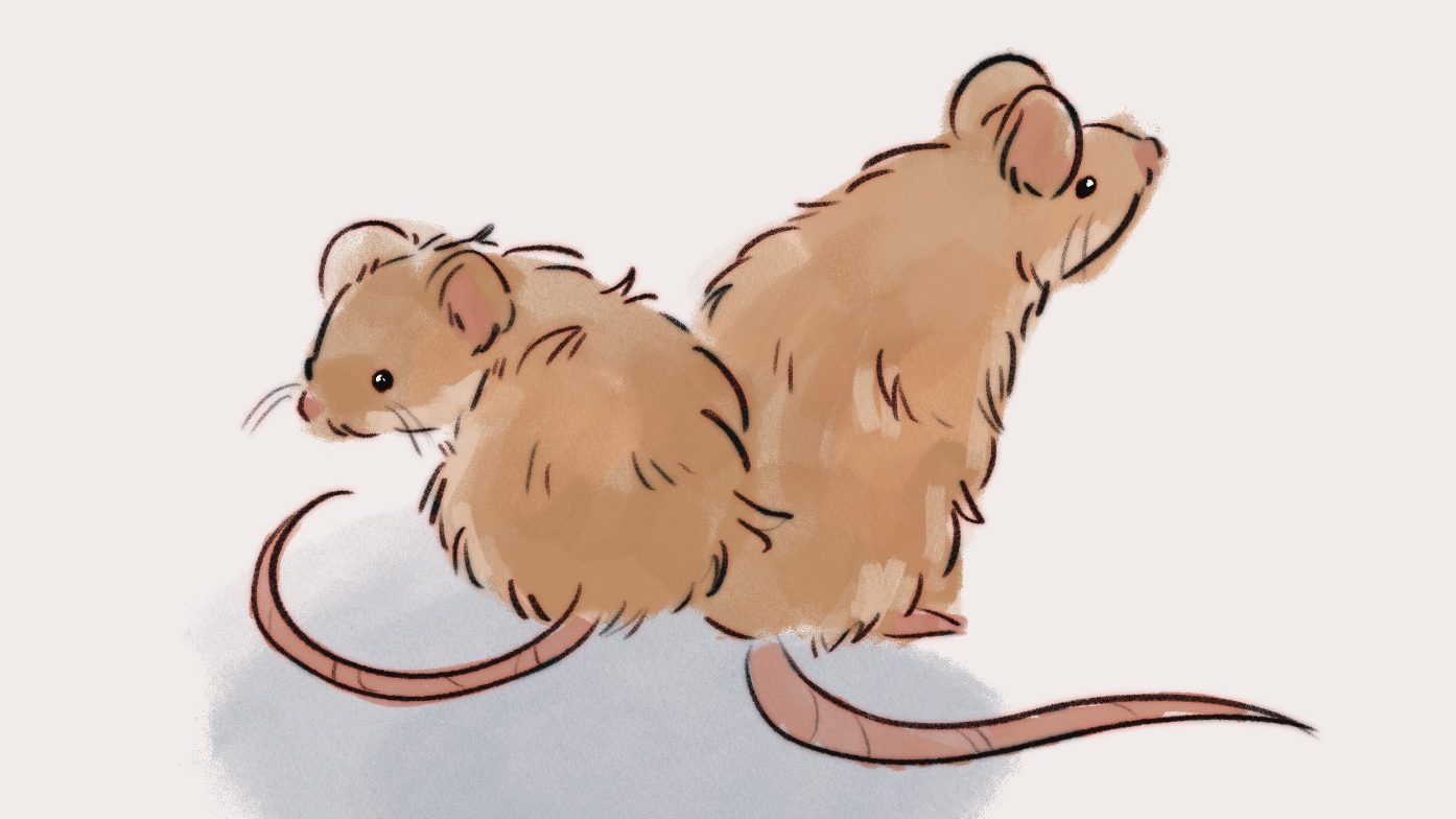 Meet The Genetically Modified ‘Woolly Mice’ – The Tartan