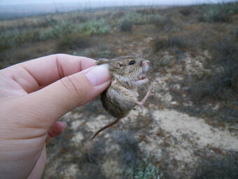 New study finds endangered mouse species genetically adapts to climate ...